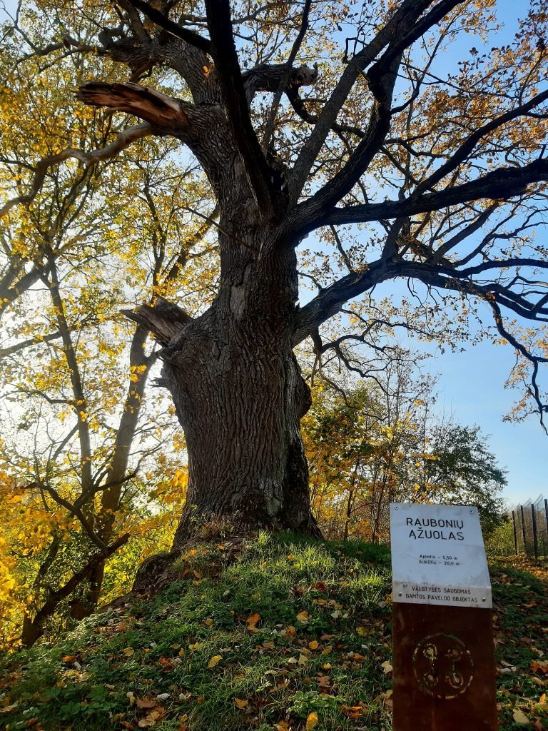 Raubonių ąžuolas - Raubonių bendruomenė ir kultūros namai